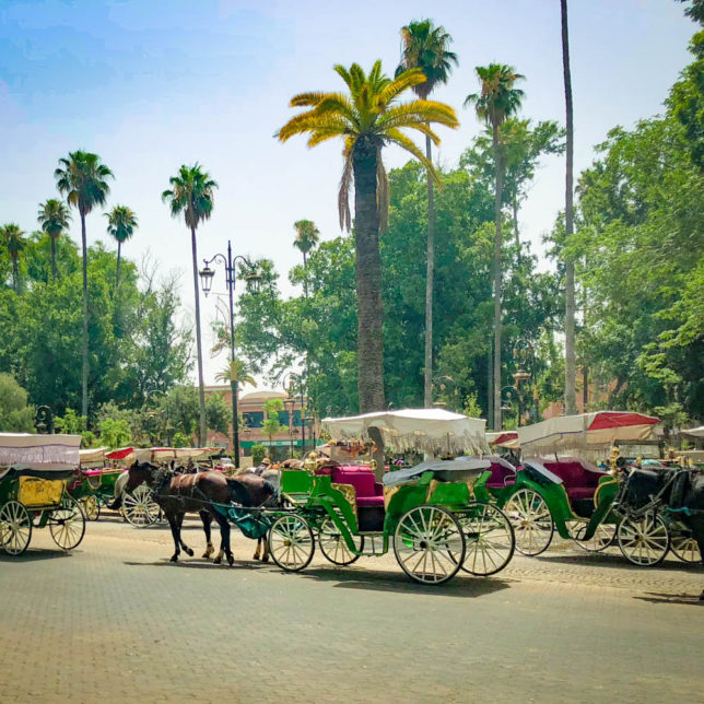 アルガンオイルとヘナを求めてモロッコの旅 序章 | インディーハーブス公式サイト | IndeyHerbs