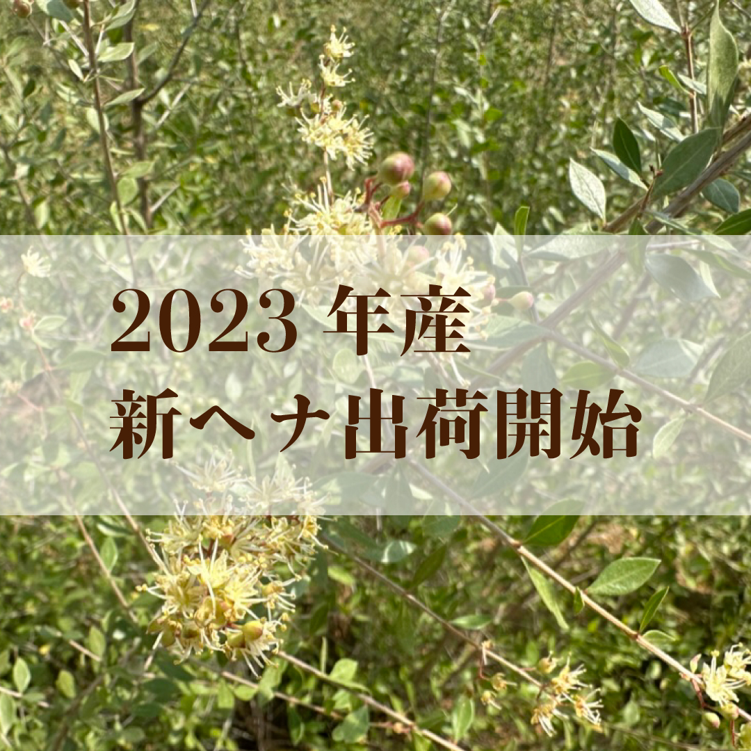 2023年産 新ヘナの出荷を開始いたします | インディーハーブス公式サイト | IndeyHerbs
